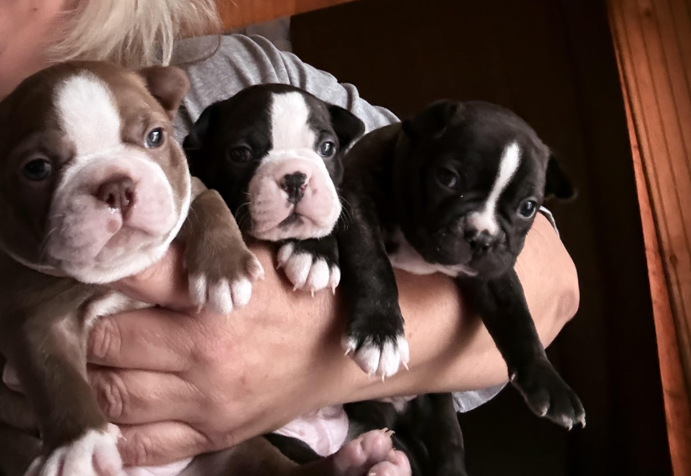Mountain Momma Bostons in West Virginia | Boston Terrier puppies | Good Dog