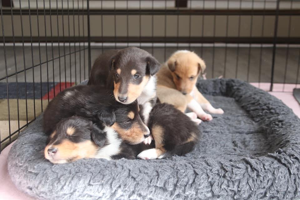 Arabella Collies in Washington | Collie puppies | Good Dog