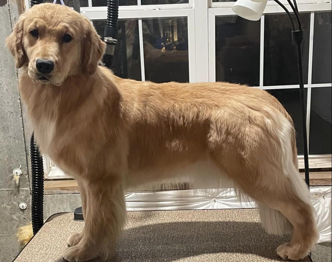 Cheshire Goldens in Pennsylvania | Golden Retriever puppies | Good Dog