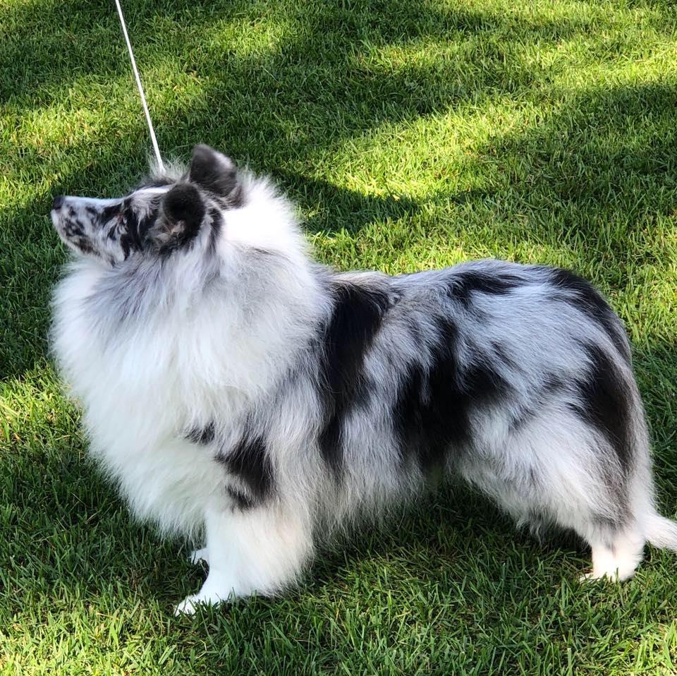 Deborah Devers's Shetland Sheepdogs in Michigan | Shetland Sheepdog ...