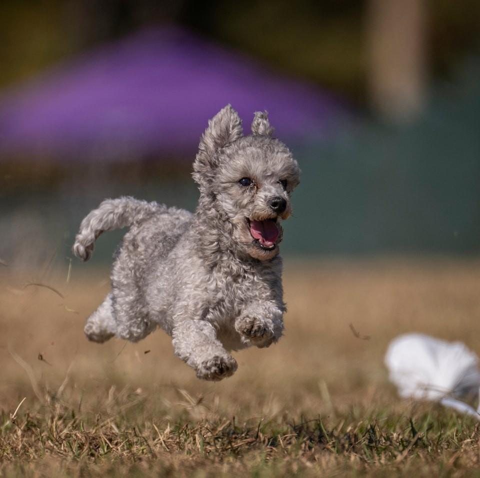 G8rcreek Poodles in Georgia | Poodle puppies | Good Dog