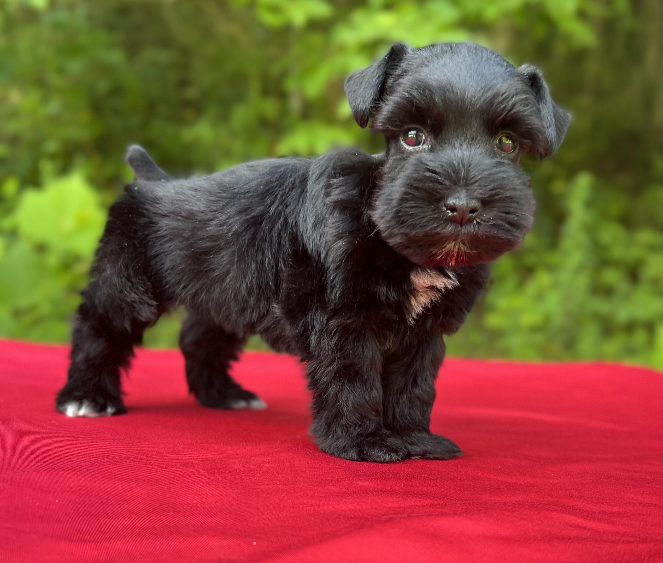 Tyra's Mini Schnauzers in Kentucky | Miniature Schnauzer puppies | Good Dog