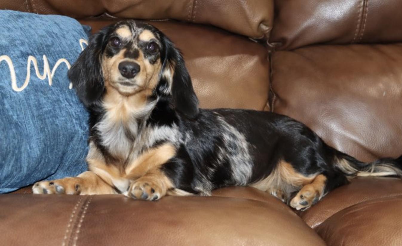 Doubletake Doodles & Dachshunds in Mississippi | Dachshund and ...