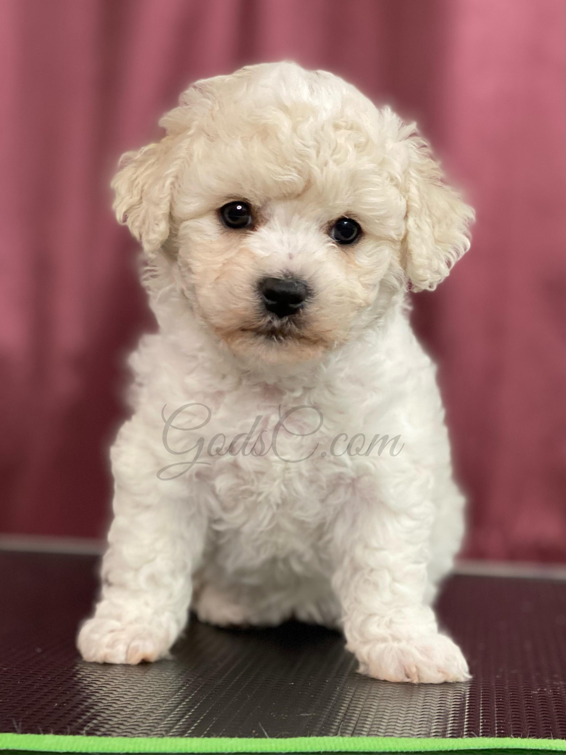 God’s Creatures in California | Bichon Frise puppies | Good Dog