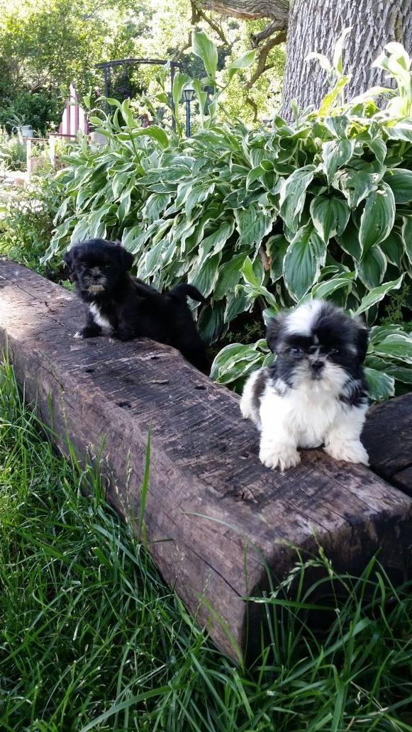 Fantasy Forest Kennels in Nebraska | Shih Tzu puppies | Good Dog