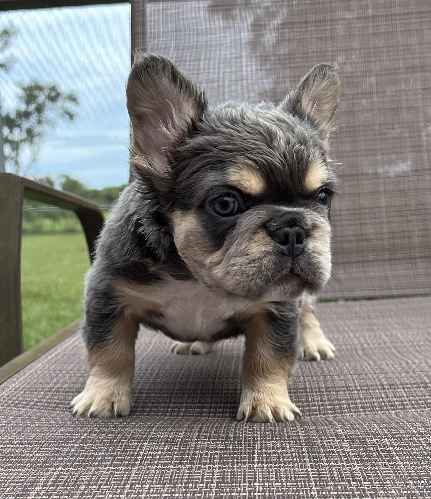 Raptor Frenchies in Florida | French Bulldog puppies | Good Dog
