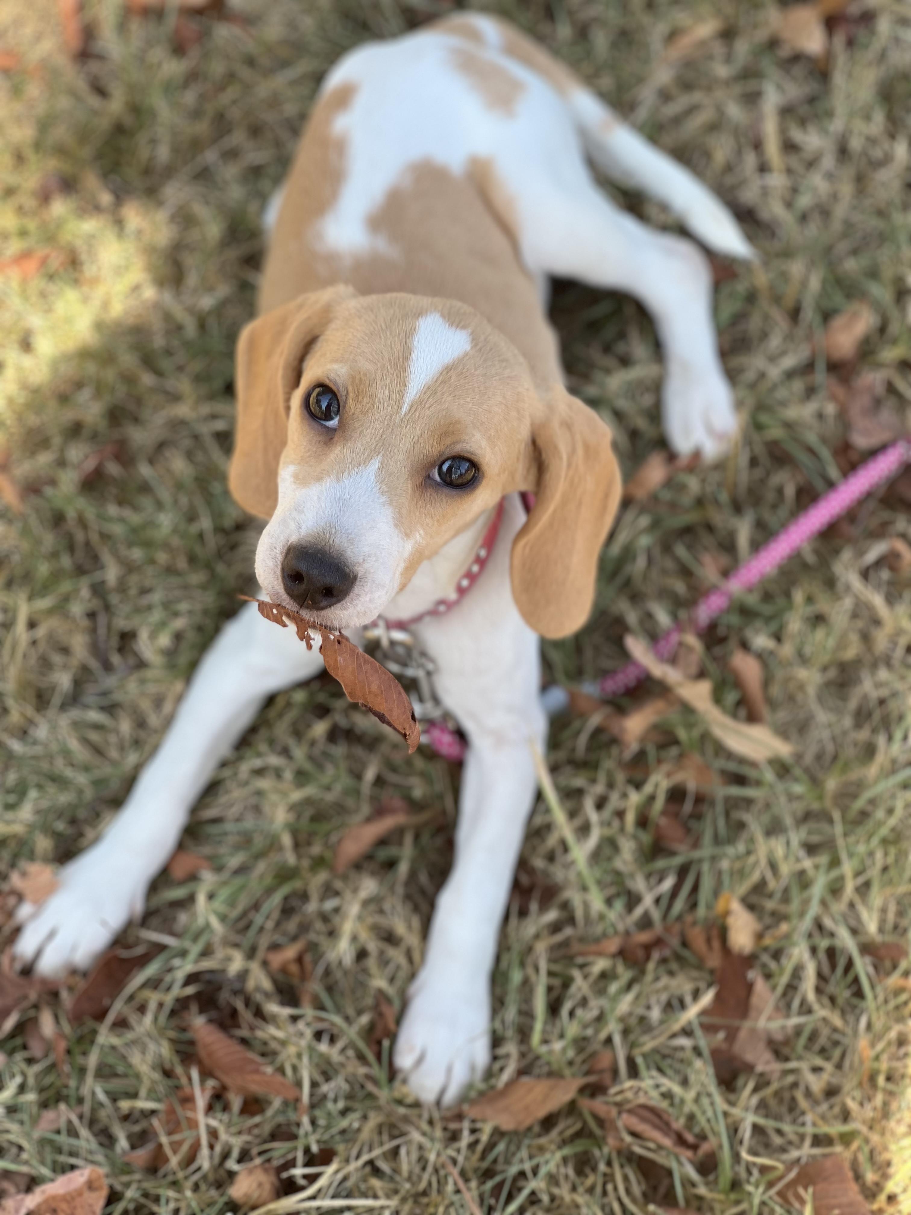 Mayberry Acres Beagles and Basset Hounds in Arkansas | Basset Hound and ...