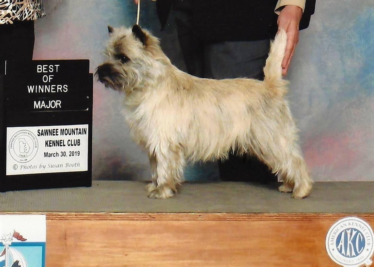 Carrousel Cairns in Georgia | Cairn Terrier puppies | Good Dog