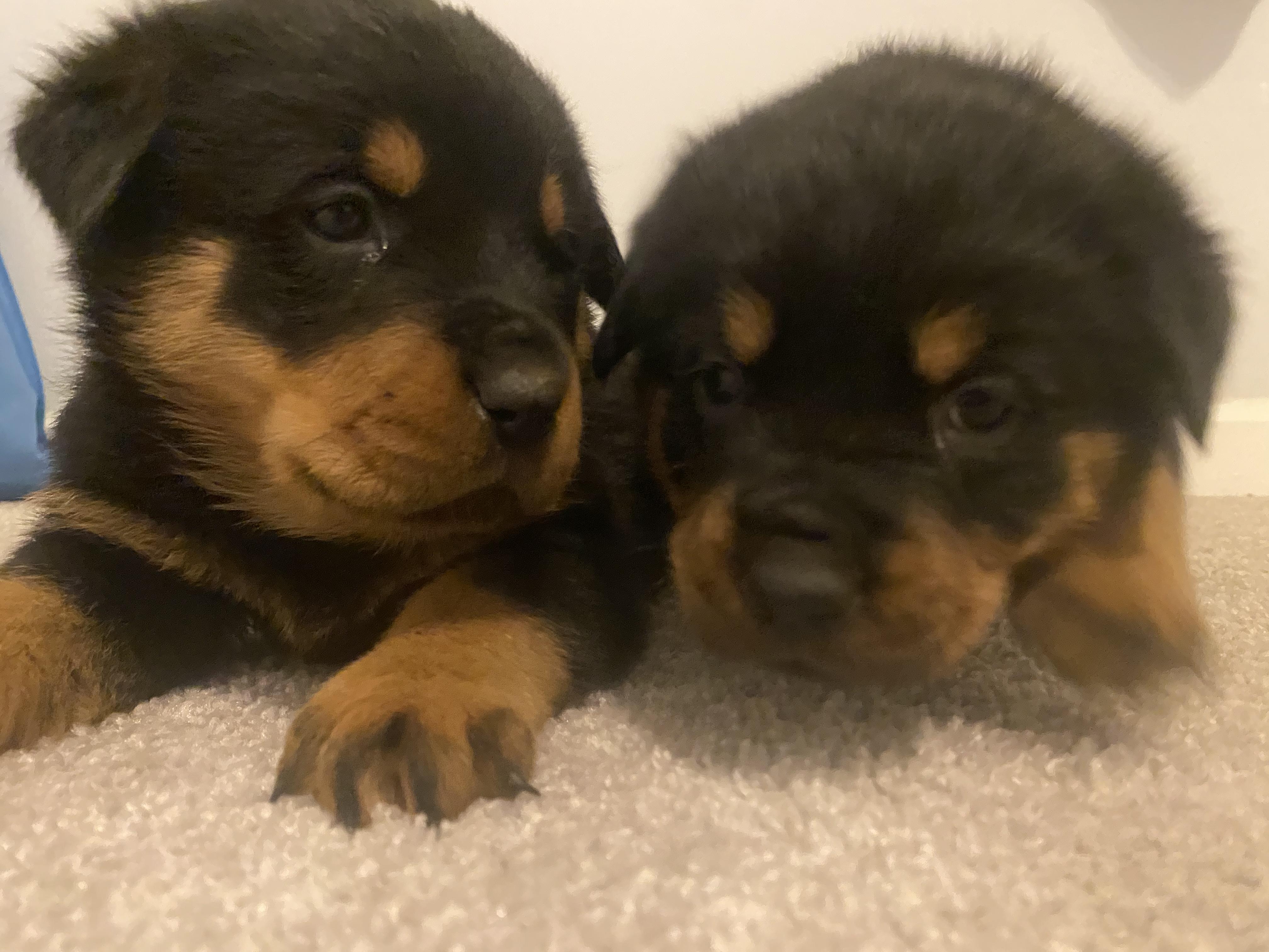 Watson rotts in Maryland | Rottweiler puppies | Good Dog