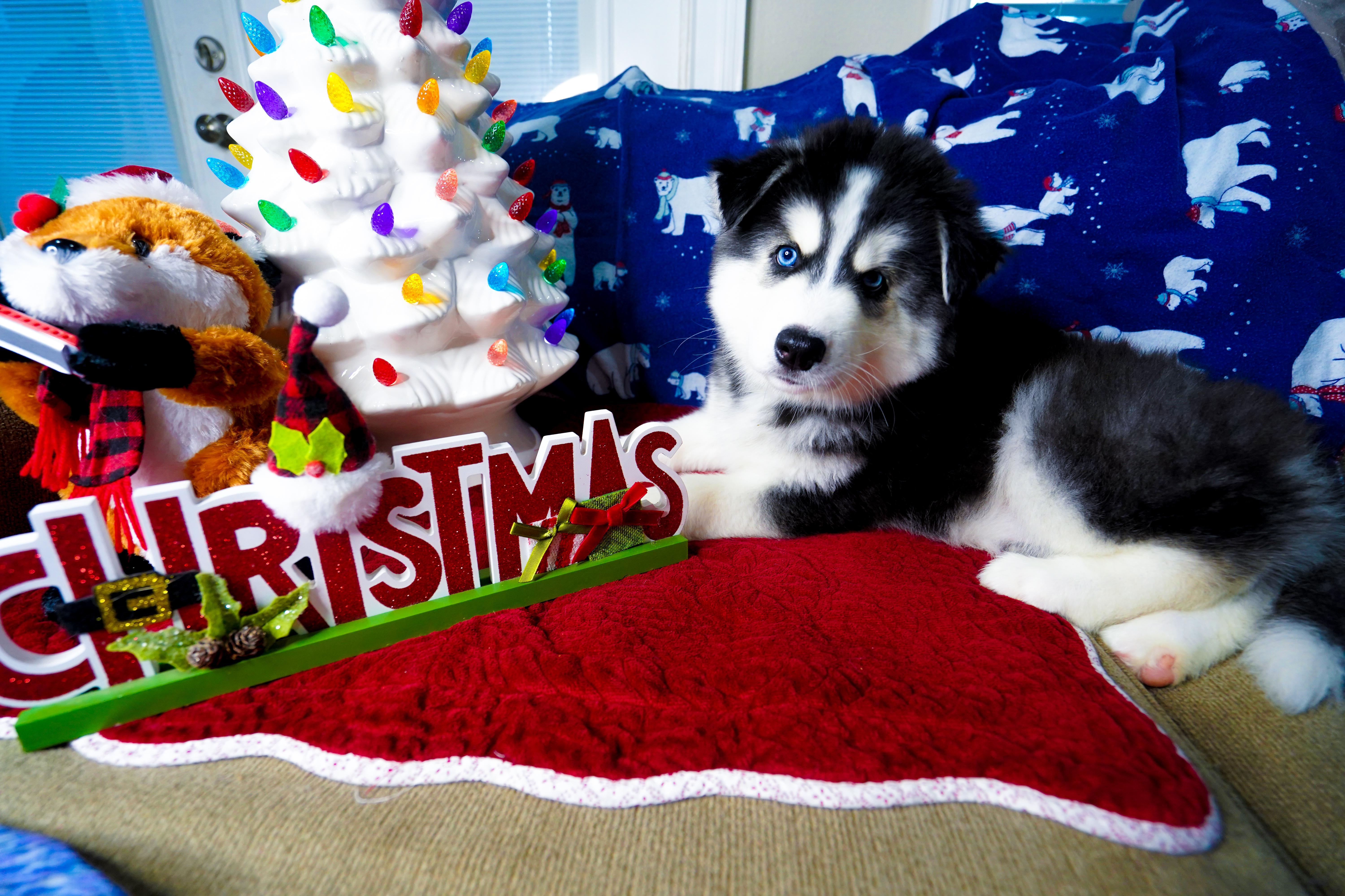 A&C Siberian Huskies in Florida | Siberian Husky puppies | Good Dog