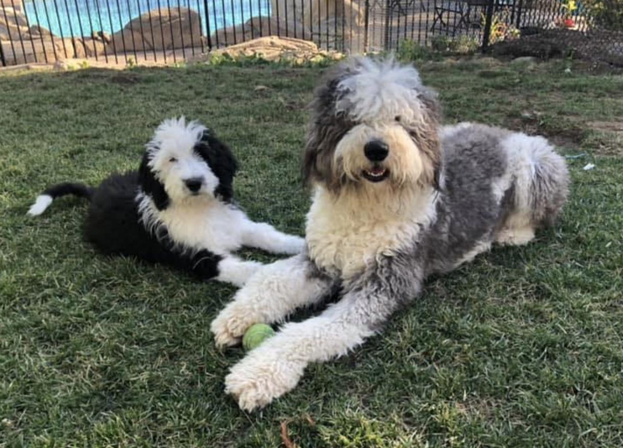 Oodles and Oodles of Doodles in California | Sheepadoodle puppies ...