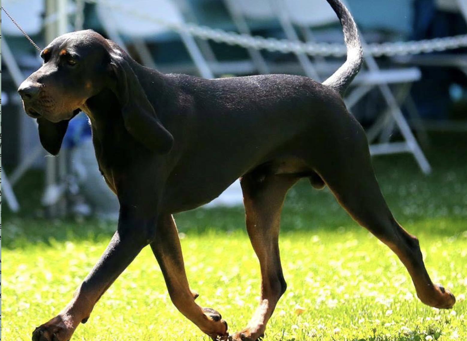 Carlin Kennels in California | Black and Tan Coonhound puppies | Good Dog