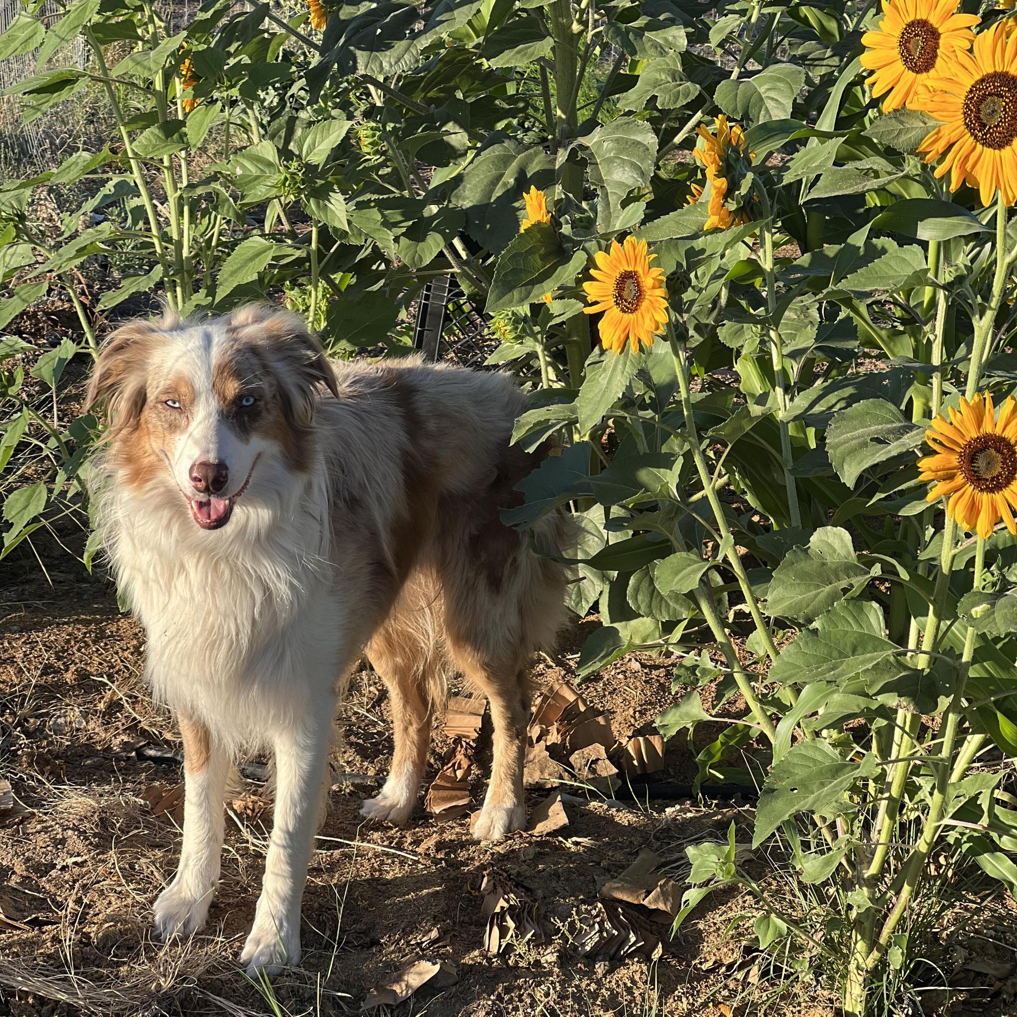 BRR Aussies in Arizona | Australian Shepherd puppies | Good Dog