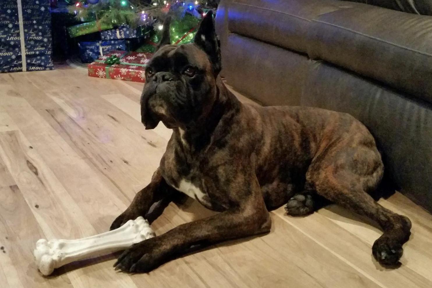 Fallen Timbers Bulldogs in Michigan | Boxer and Bulldog puppies | Good Dog