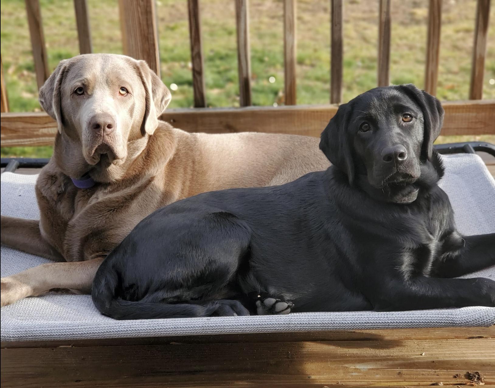 Burt Hill labs in New Hampshire | Labrador Retriever and Dilute ...