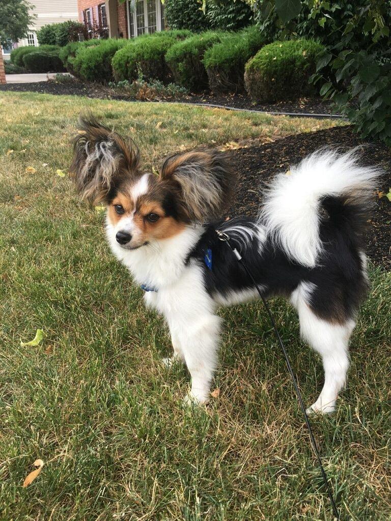 Ms. Barbs Puppies in Missouri | Papillon puppies | Good Dog