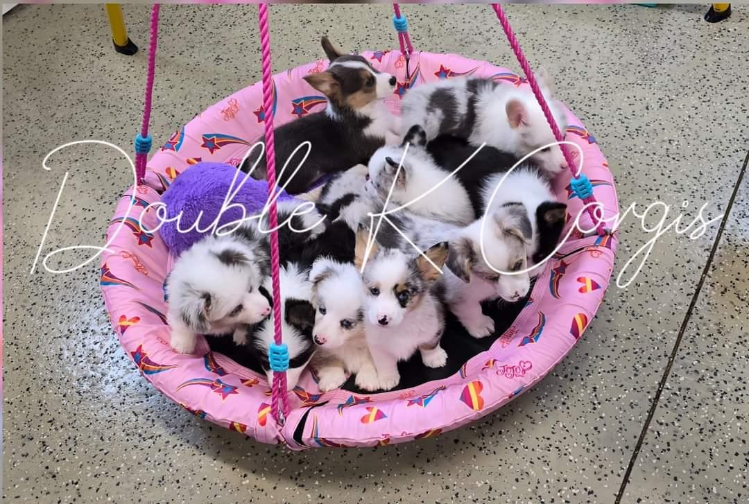 Double K Corgis in Iowa | Pembroke Welsh Corgi and American Corgi ...