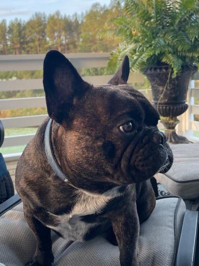 SC Frenchies in South Carolina | French Bulldog puppies | Good Dog