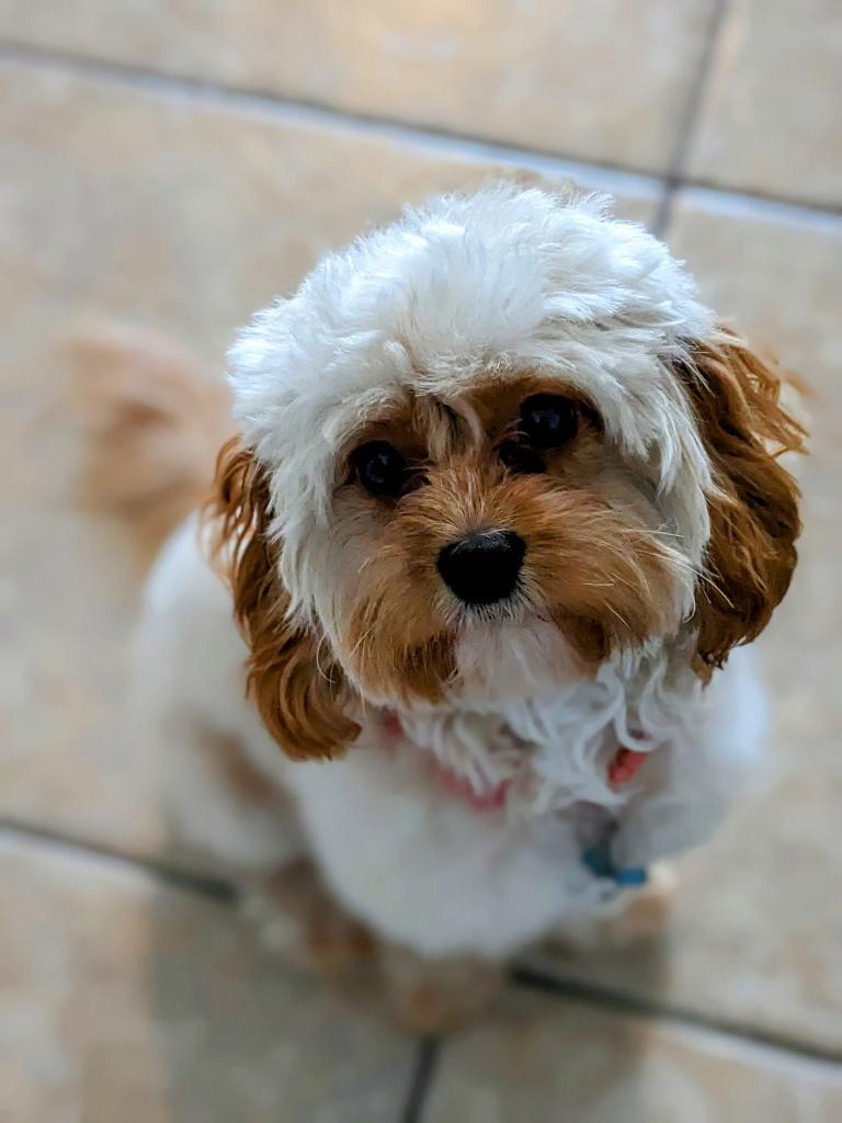 Jolidoodles in Florida | Cavapoo, Cockapoo, Goldendoodle or Poodle ...