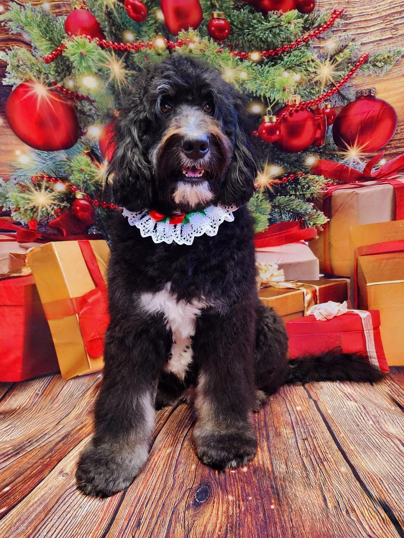 Adorable Dixie Doodles in California | Bernedoodle puppies | Good Dog