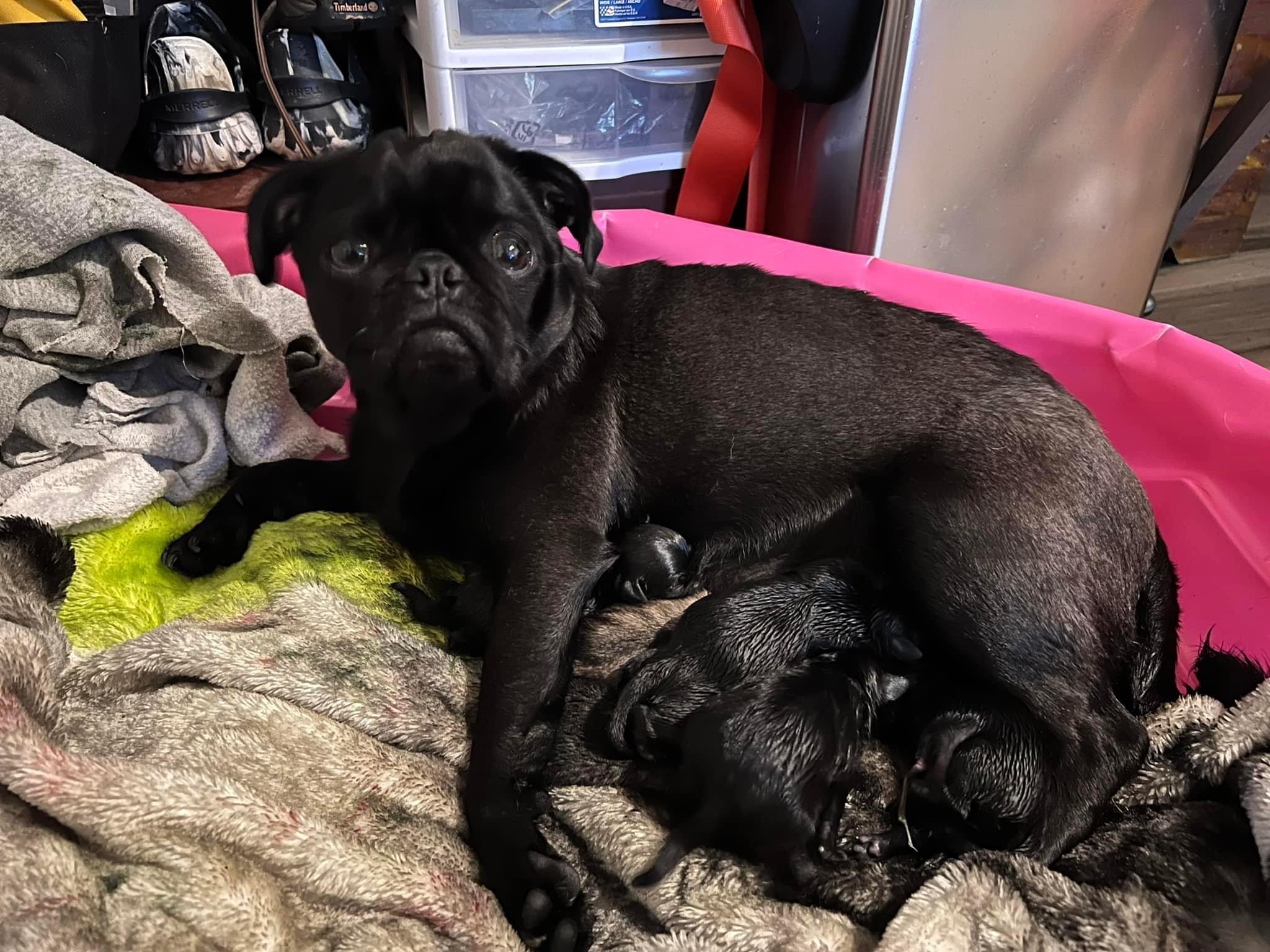 Patten Pugs in Alabama | Pug puppies | Good Dog