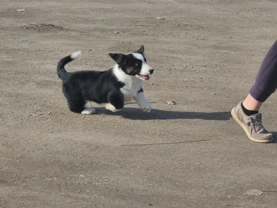 Thorssen Corgis in Minnesota | Cardigan Welsh Corgi puppies | Good Dog