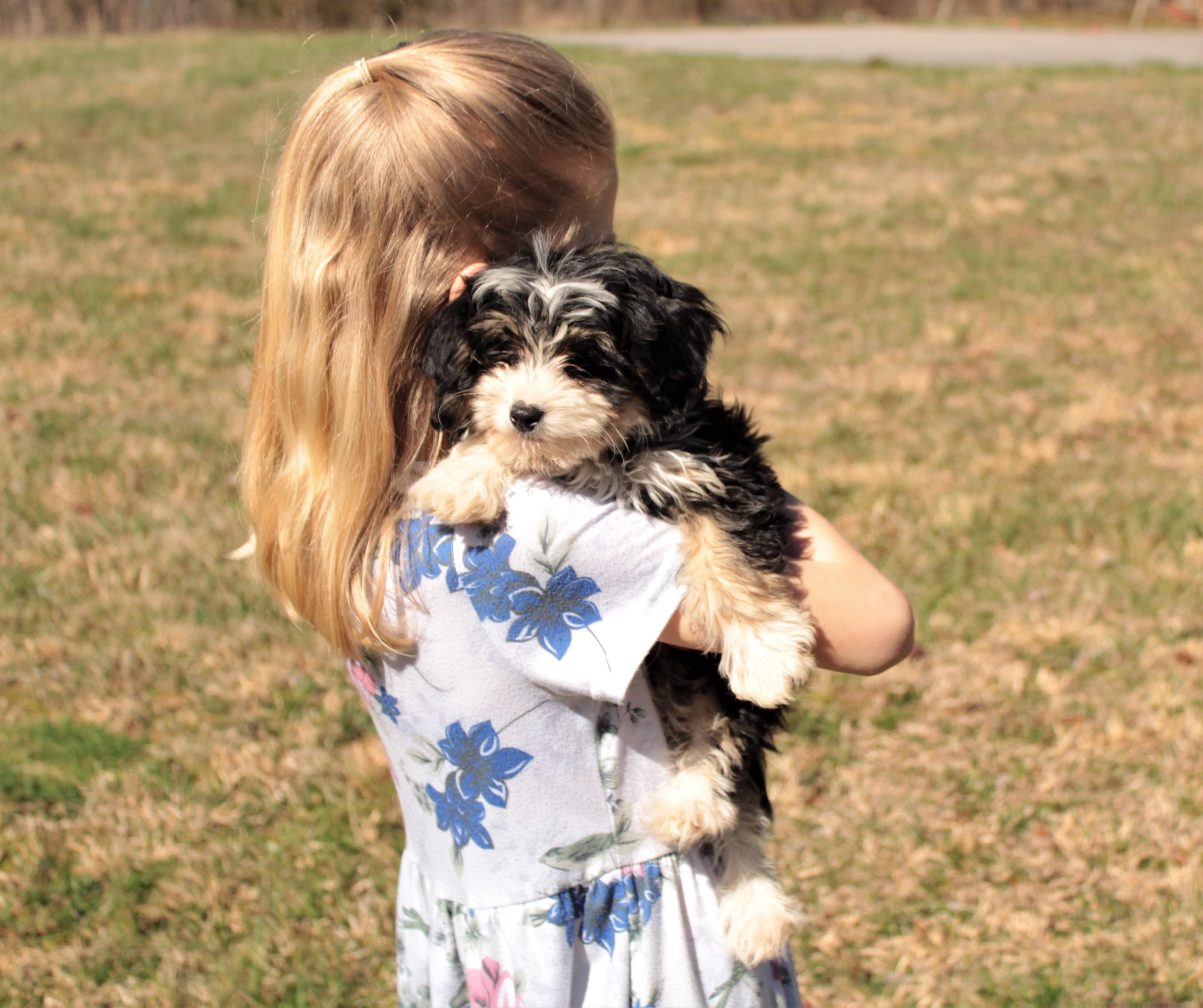 Dreaming of Doodles in Tennessee | Bernedoodle and Cavapoo puppies ...