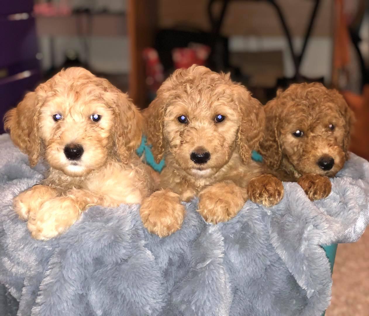 Congrove Corgis and Doodles in Ohio | Goldendoodle, Pembroke Welsh ...
