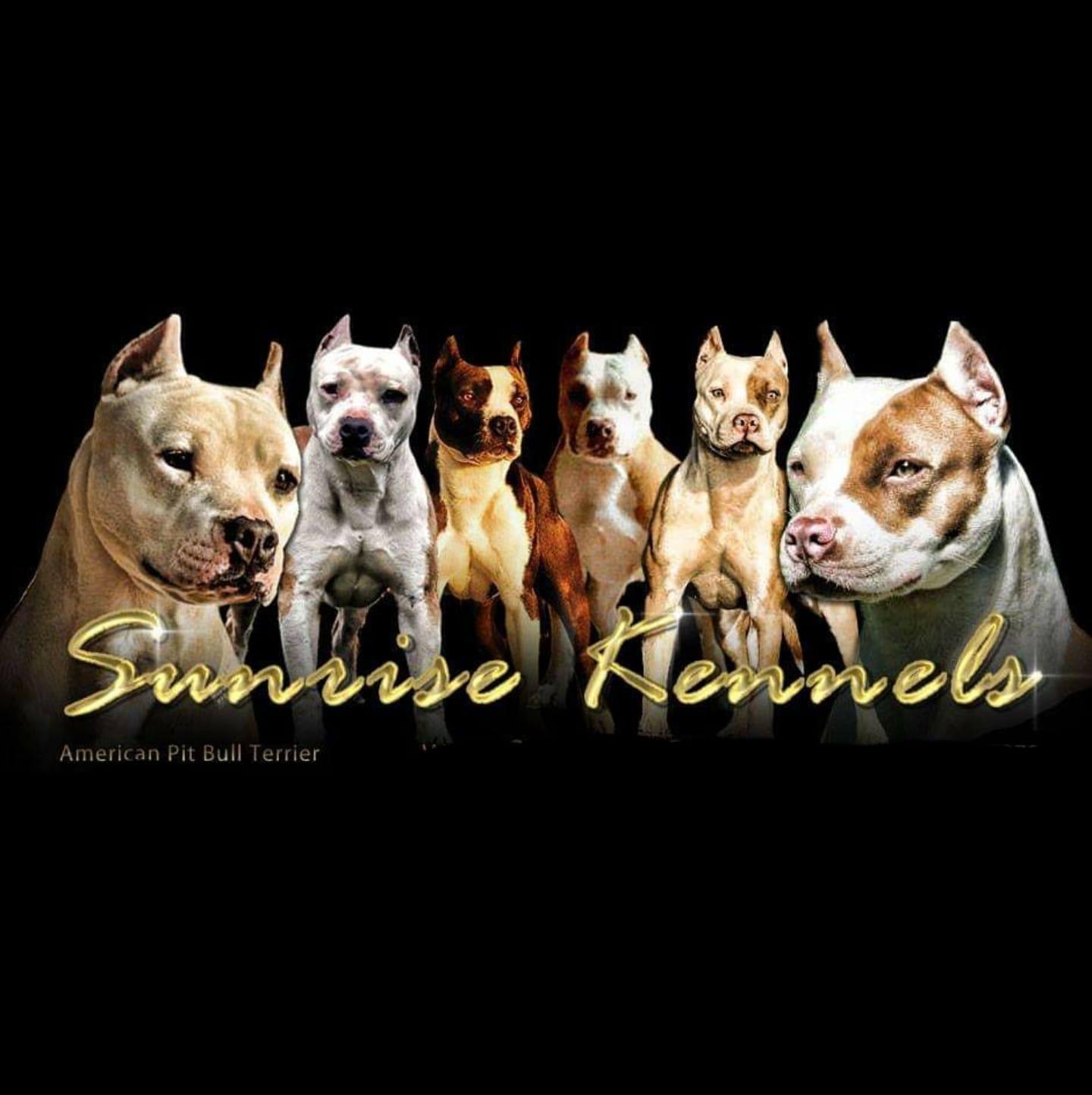 Sunrise Kennels in California | American Pit Bull Terrier and American ...