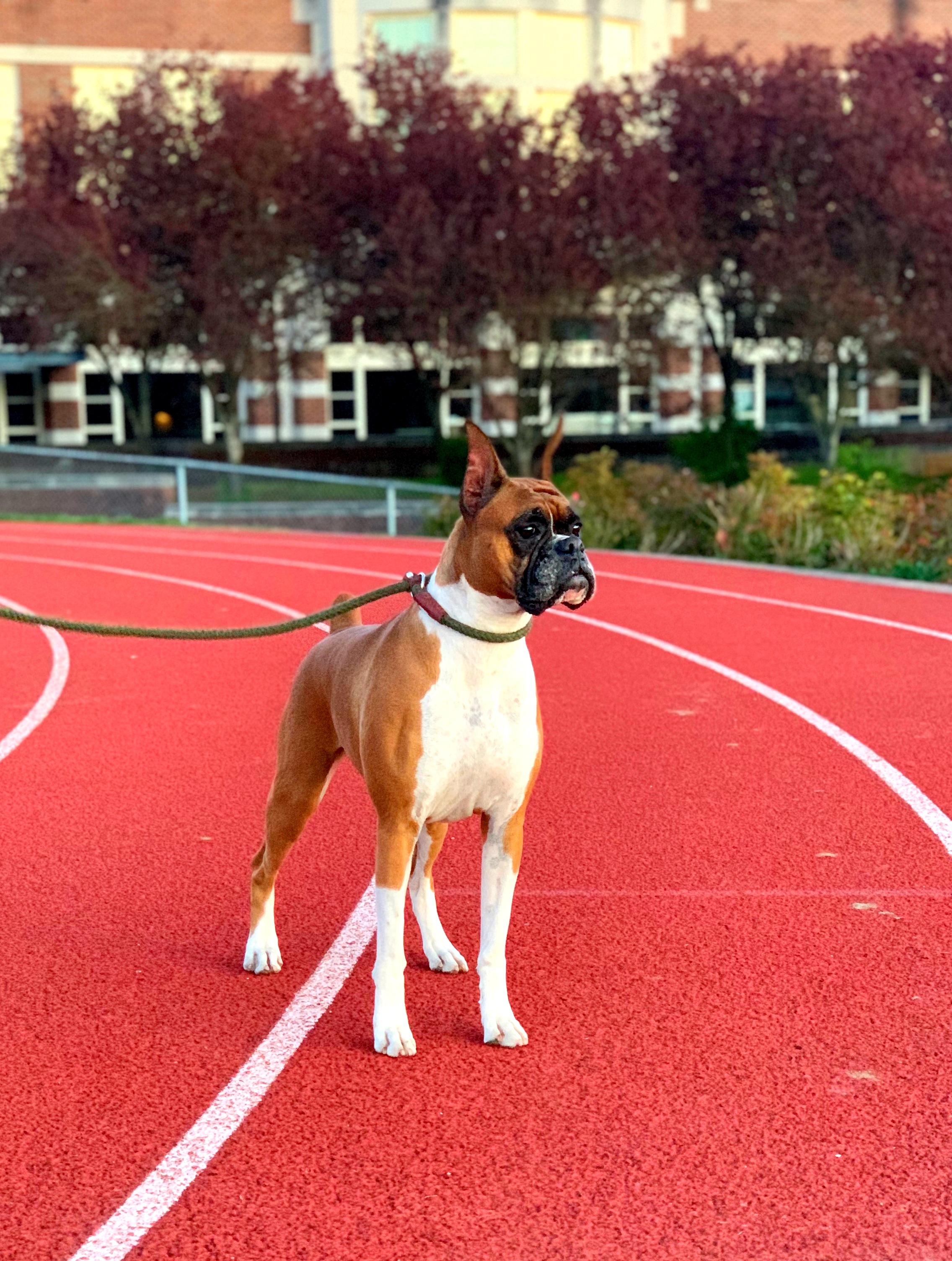 Aventura Boxers in Washington | Boxer puppies | Good Dog