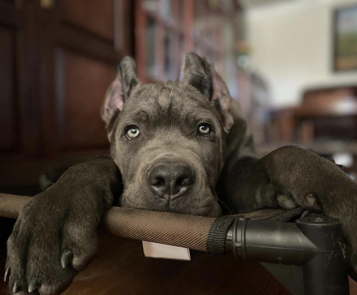 Guardiano Cane Corso in California | Cane Corso puppies | Good Dog