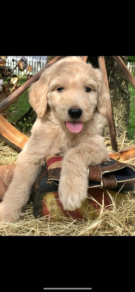 Doodlepark in Florida | Goldendoodle puppies | Good Dog