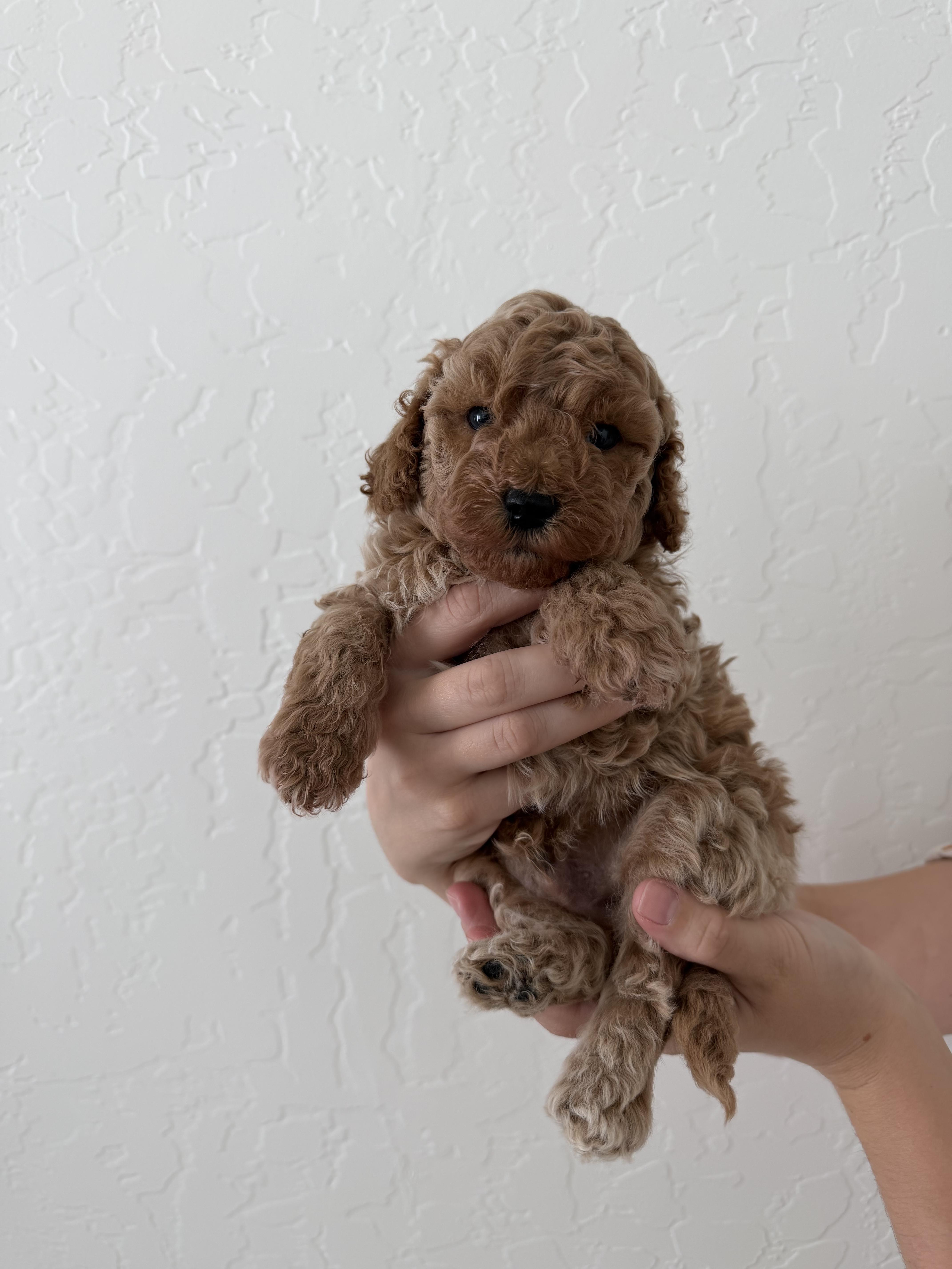 Goldenpaw Cockapoos in Arizona | Cockapoo puppies | Good Dog
