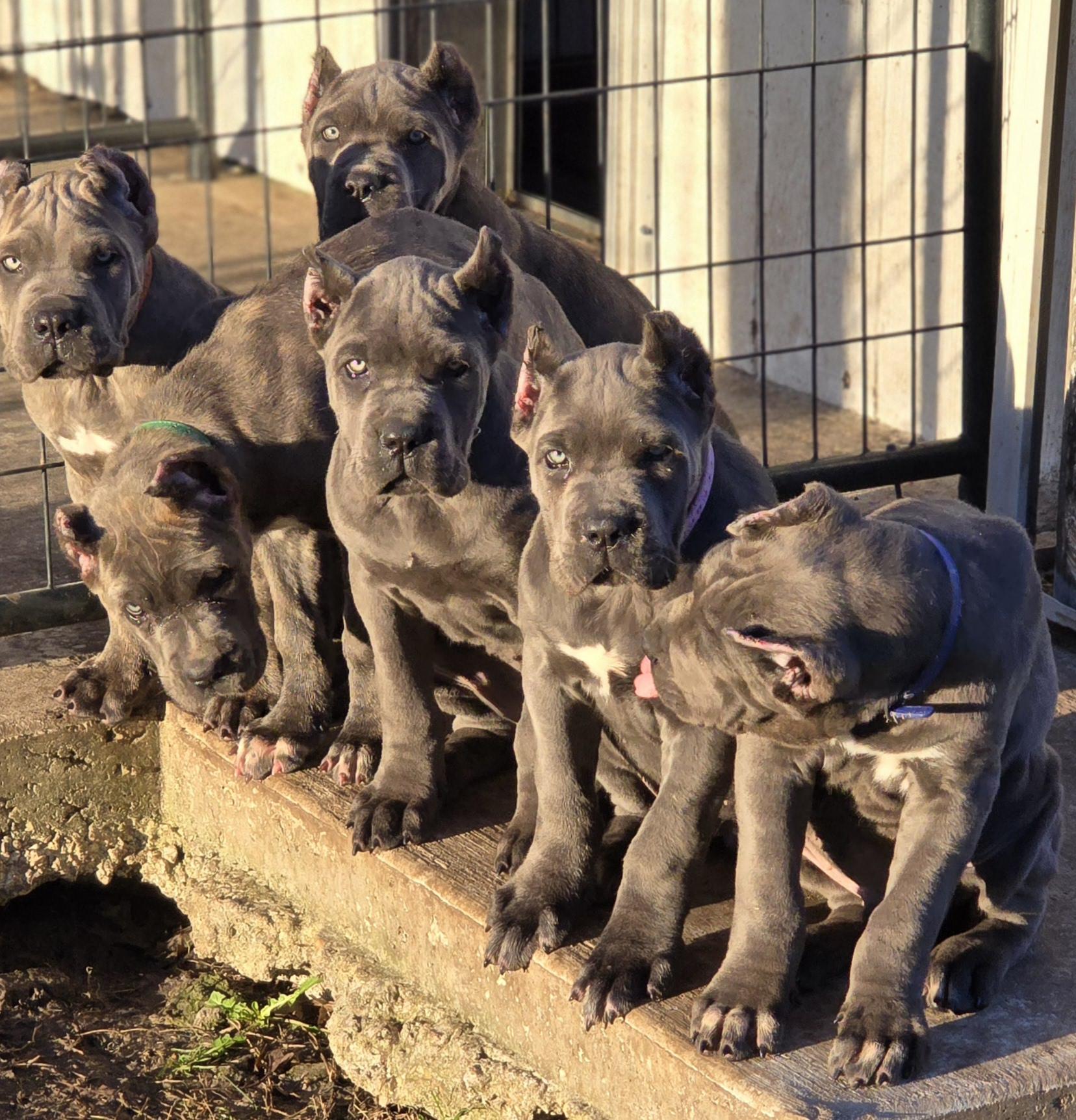 Cane Corso Breeders In Texas