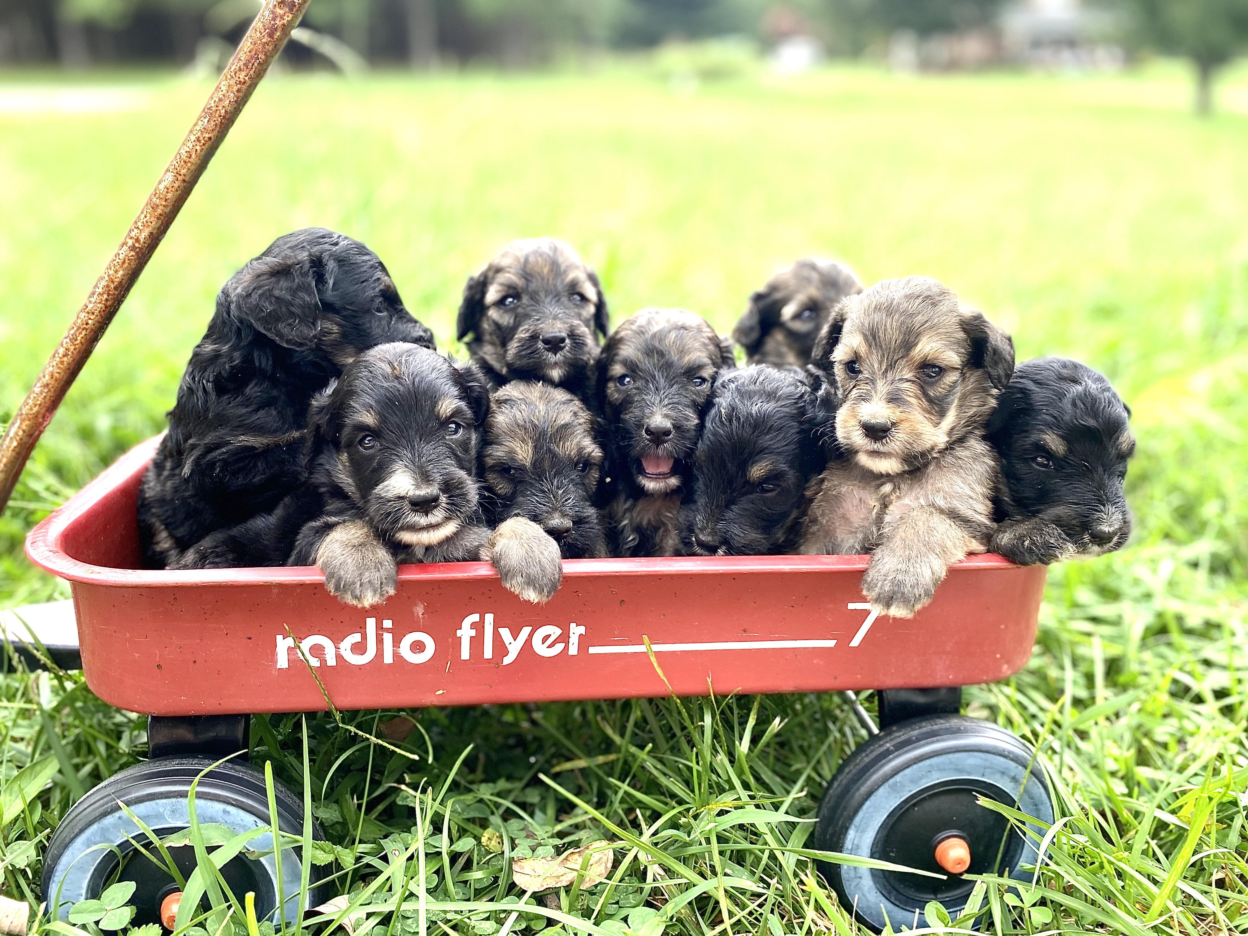 Doods & Dolls in North Carolina | Bernedoodle, Cockapoo, Cocker Spaniel ...