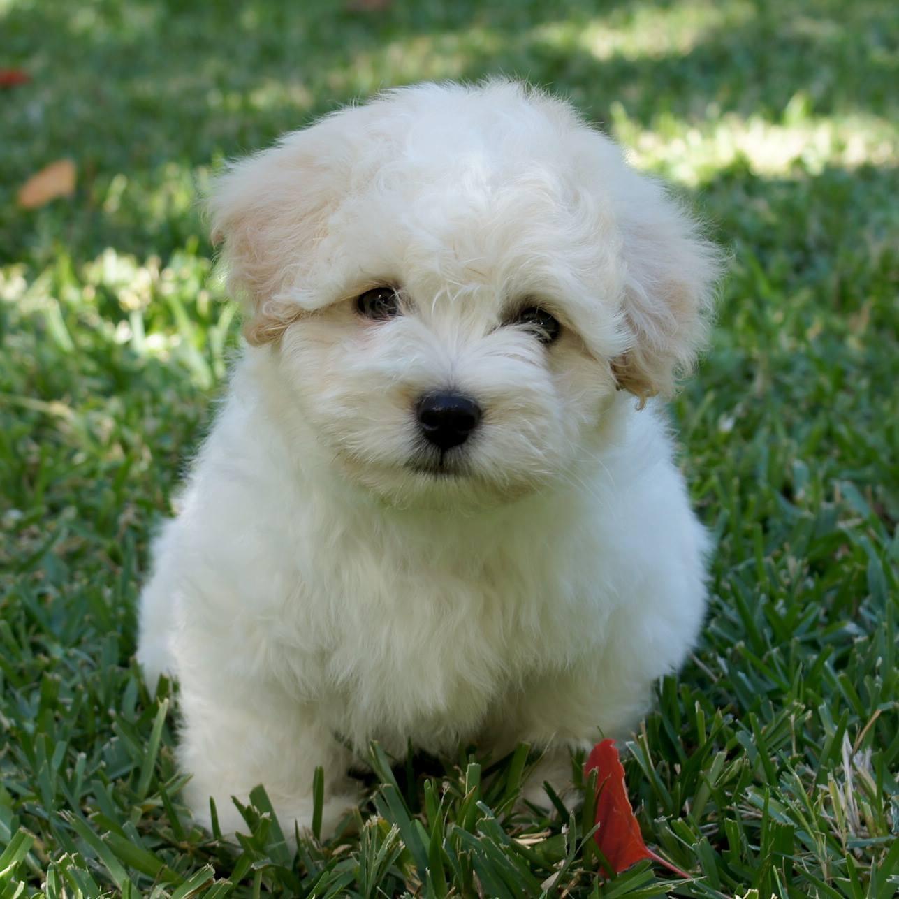 Shiloh Cotons in Texas | Coton de Tulear puppies | Good Dog