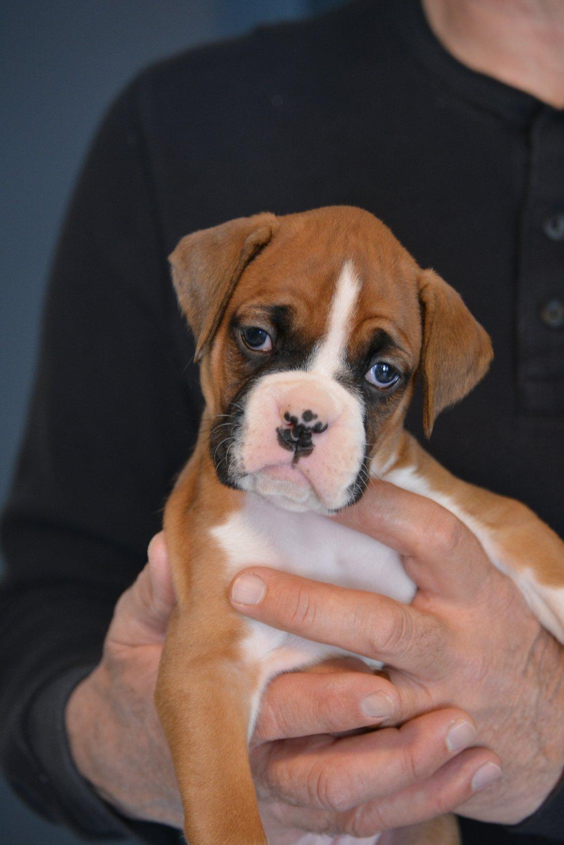 Woodridge in Maine | Boxer puppies | Good Dog