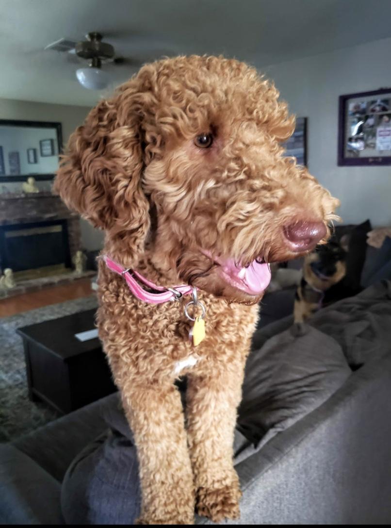 Our Lovable Labradoodles in California | Labradoodle puppies | Good Dog