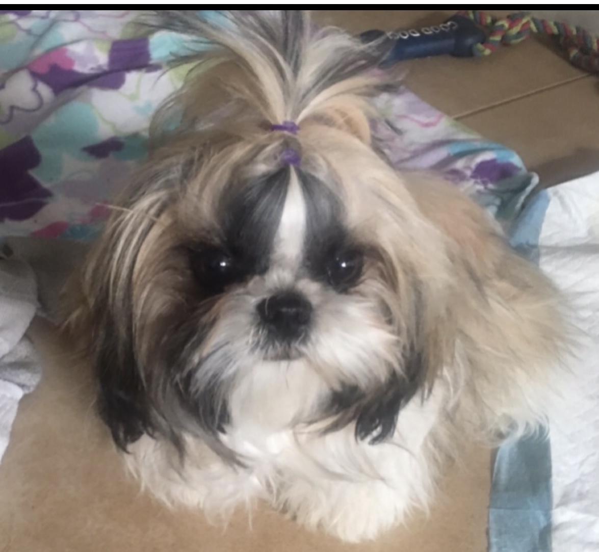 Wendy's Shih Tzus in Arizona | Shih Tzu puppies | Good Dog