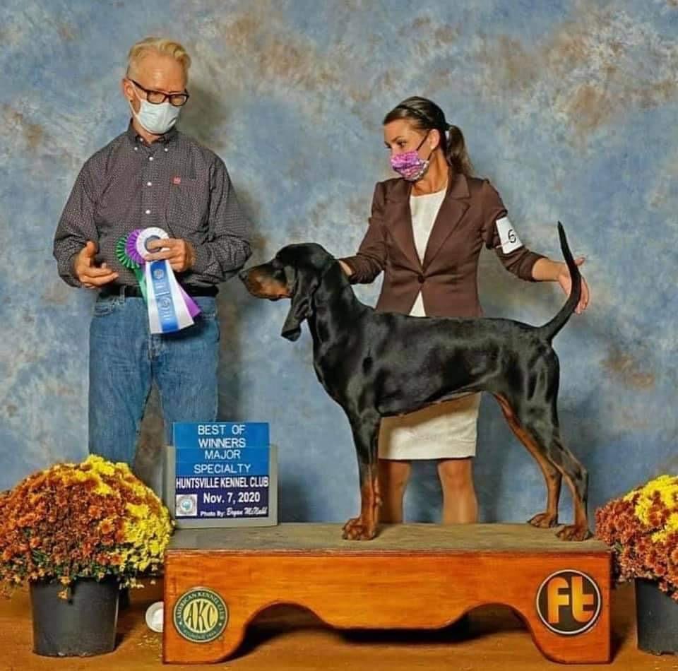 Classic Coonhounds in Texas | Black and Tan Coonhound puppies | Good Dog