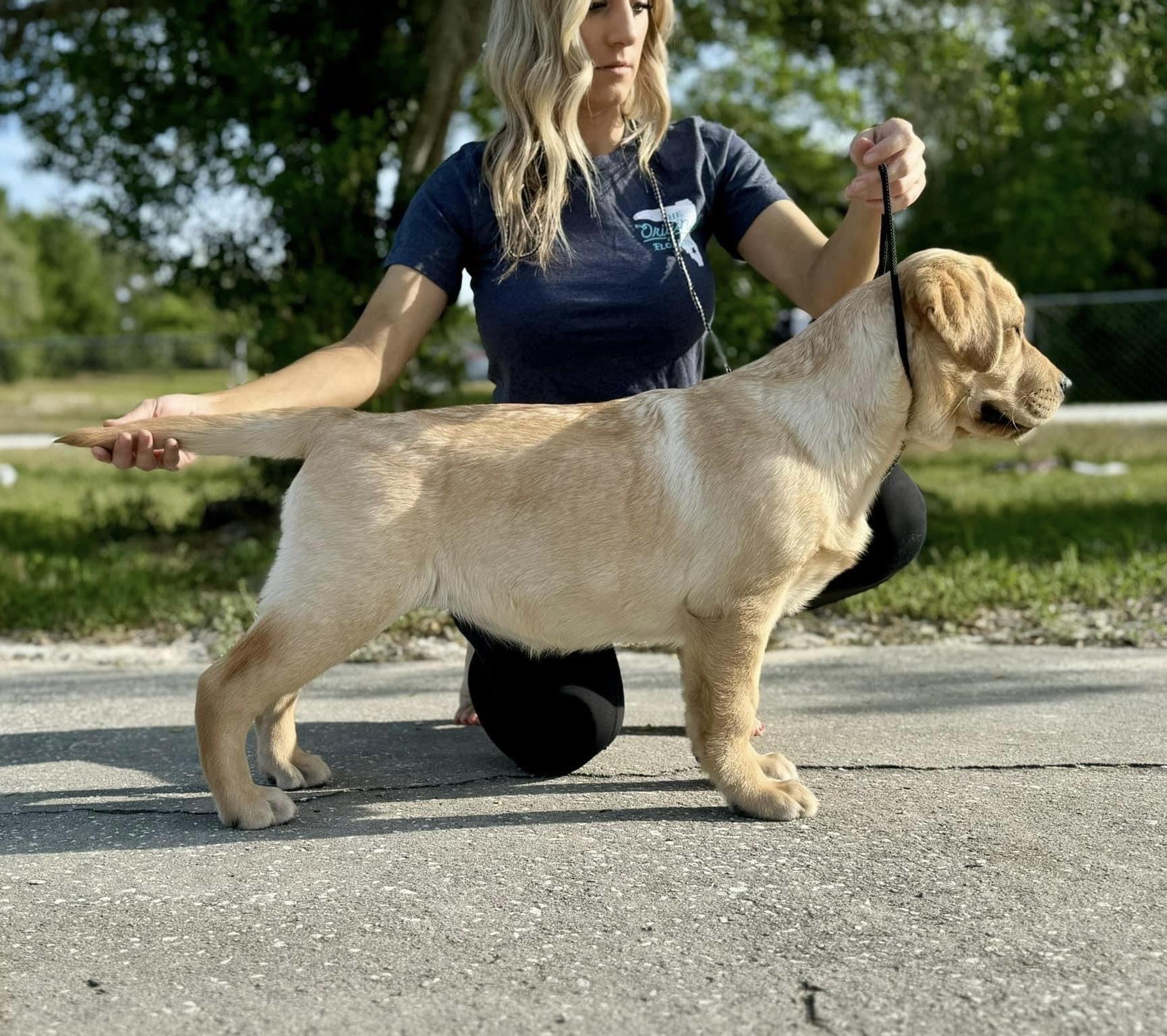 Lonestar Labradors C&E in Florida | Labrador Retriever puppies | Good Dog