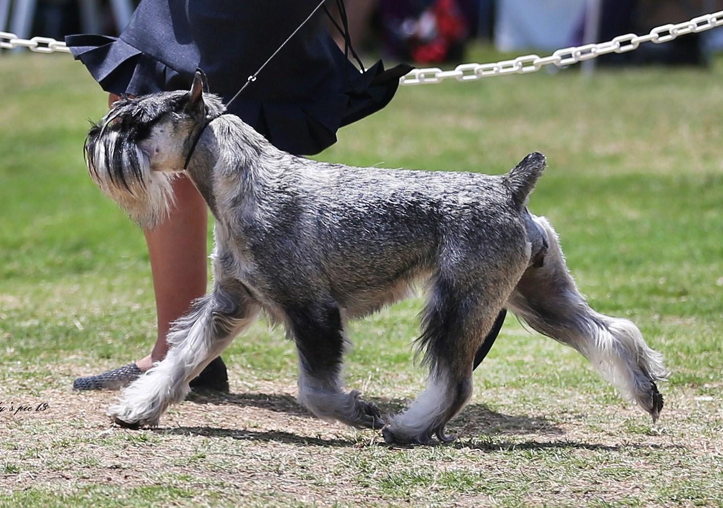 Semper Fi Standard Schnauzers in California | Standard Schnauzer ...