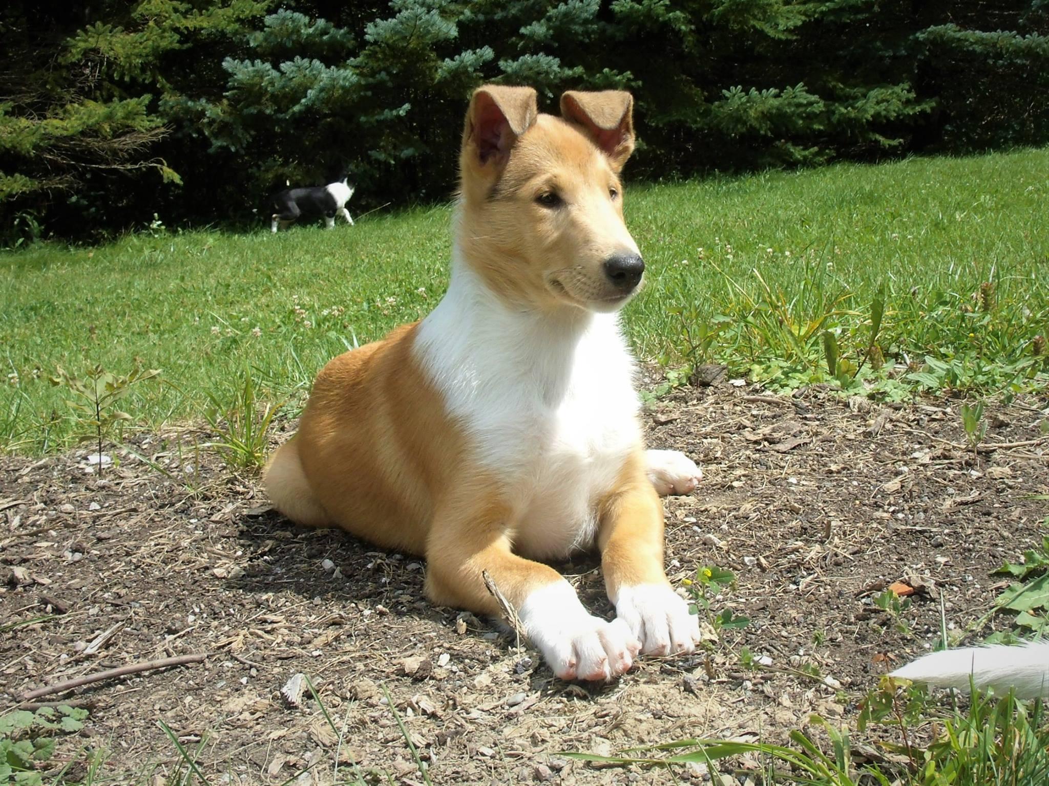 Headline Collies in Michigan | Collie puppies | Good Dog