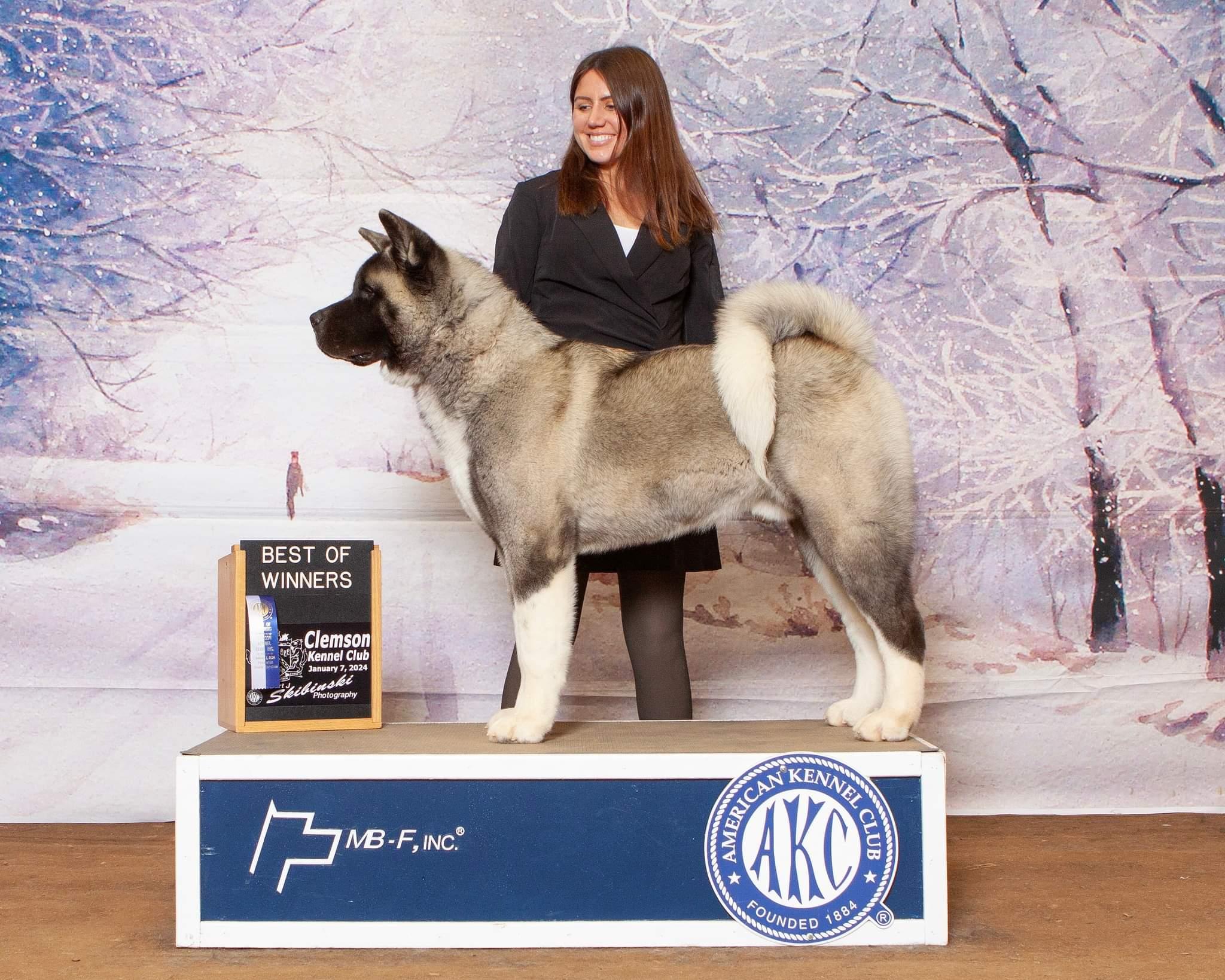Sierra Mountain Akitas in South Carolina | Akita and Japanese Akitainu ...