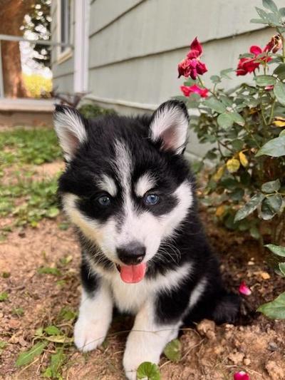 Full Breed Pomsky in New Jersey | Pomsky puppies | Good Dog