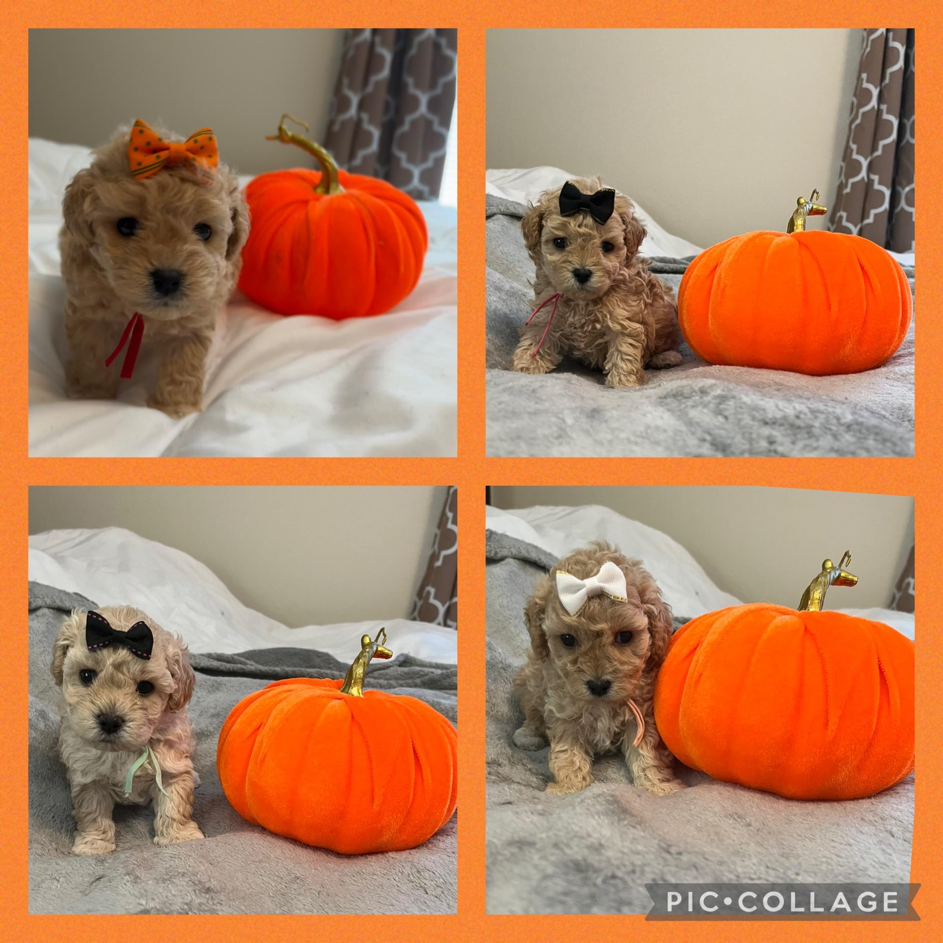 Village Toy Poos in Arkansas | Cockapoo and Poodle puppies | Good Dog