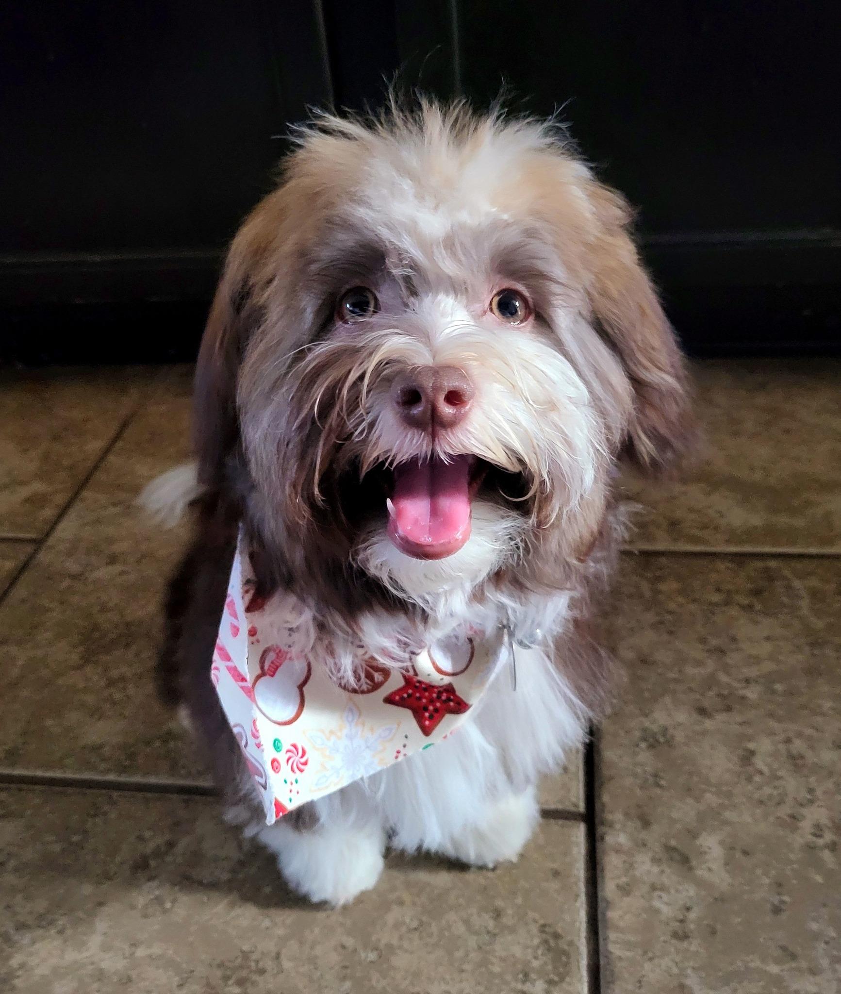 Puppies For A Purpose in Texas | Havanese puppies | Good Dog