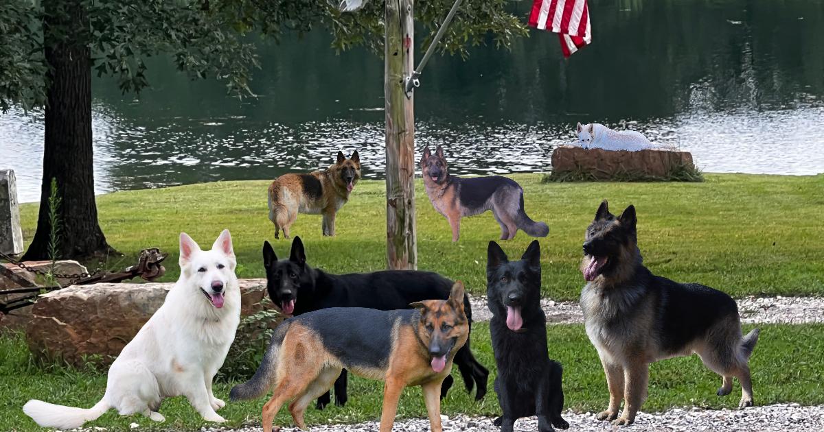 Von Frieden German Shepherds LLC in Kentucky | German Shepherd puppies ...
