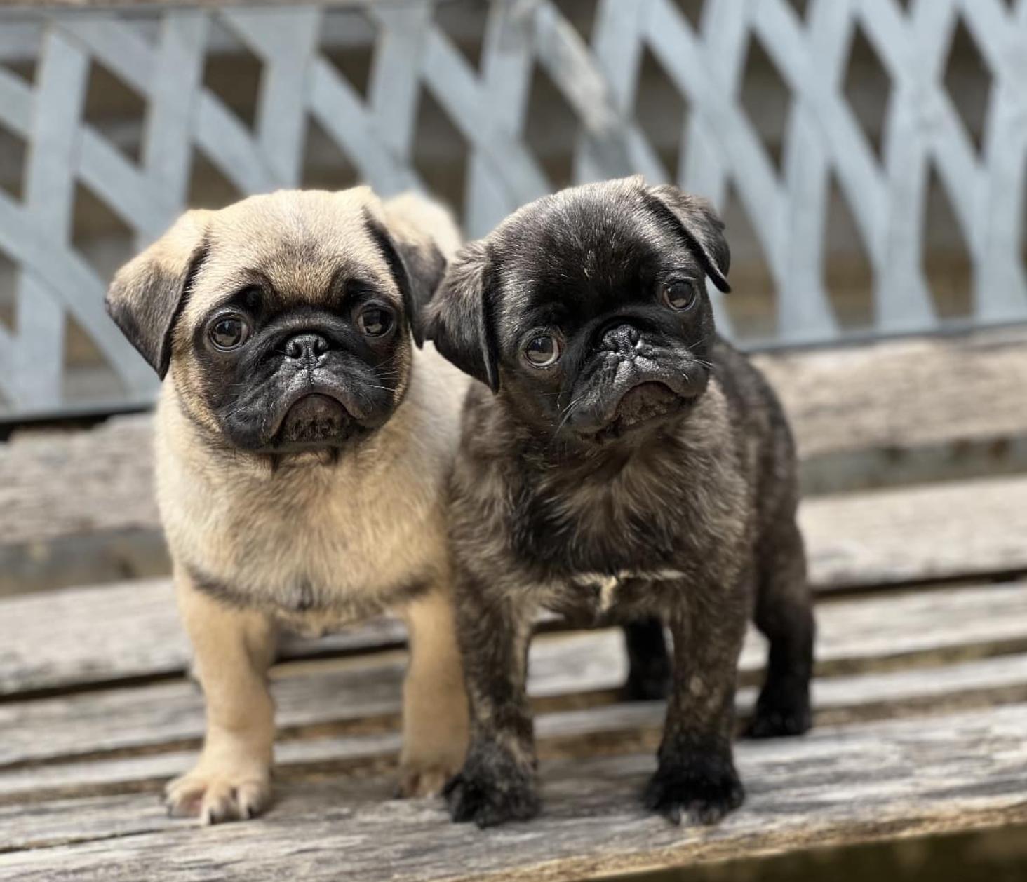 TiggyTime Pugs in Minnesota | Pug puppies | Good Dog