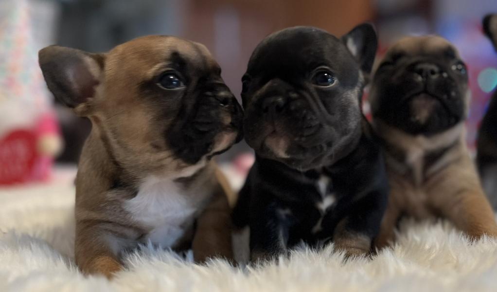 Bartletts Pure Farm Frenchies in Michigan | French Bulldog puppies ...